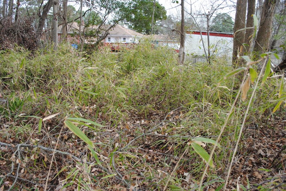 Photo of the habitat view of Switch Cane (Arundinaria tecta) posted by ...