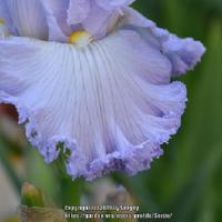Photo of the bloom of Tall Bearded Iris (Iris 'Fancy Stuff') posted by ...