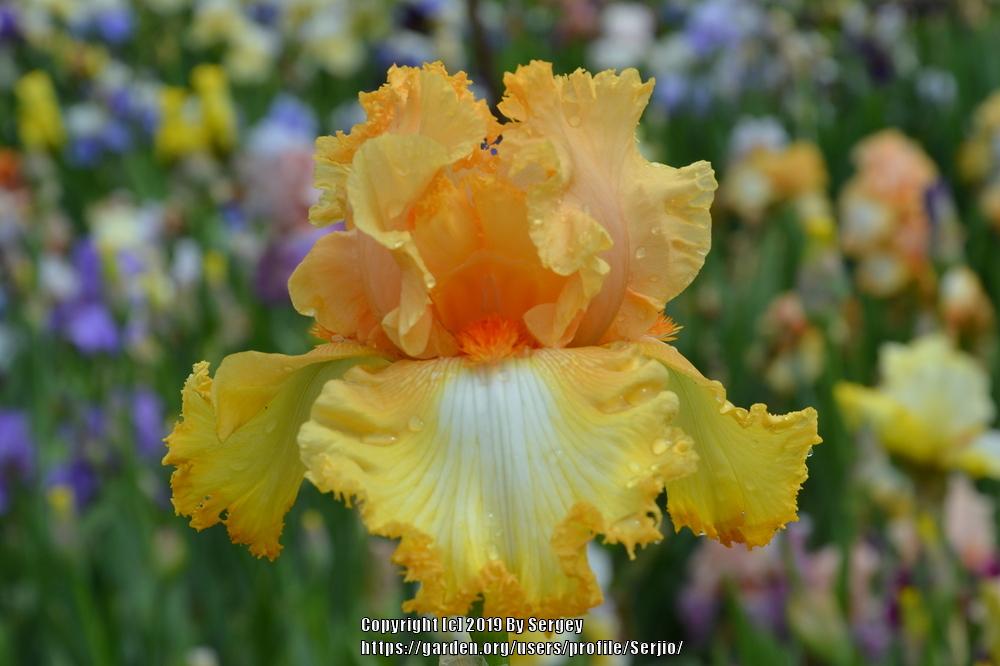 Tall Bearded Iris (Iris 'Fall Fashion') in the Irises Database - Garden.org