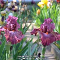 Tall Bearded Iris (Iris 'Code Red') in the Irises Database - Garden.org