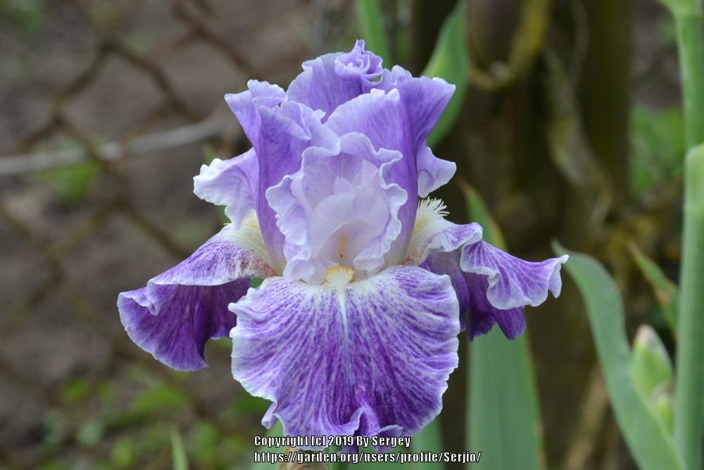 Photo of the bloom of Tall Bearded Iris (Iris 'Fancy Dress') posted by ...