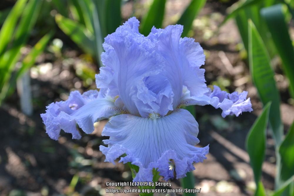 Tall Bearded Iris (Iris 'Fancy Stuff') in the Irises Database - Garden.org
