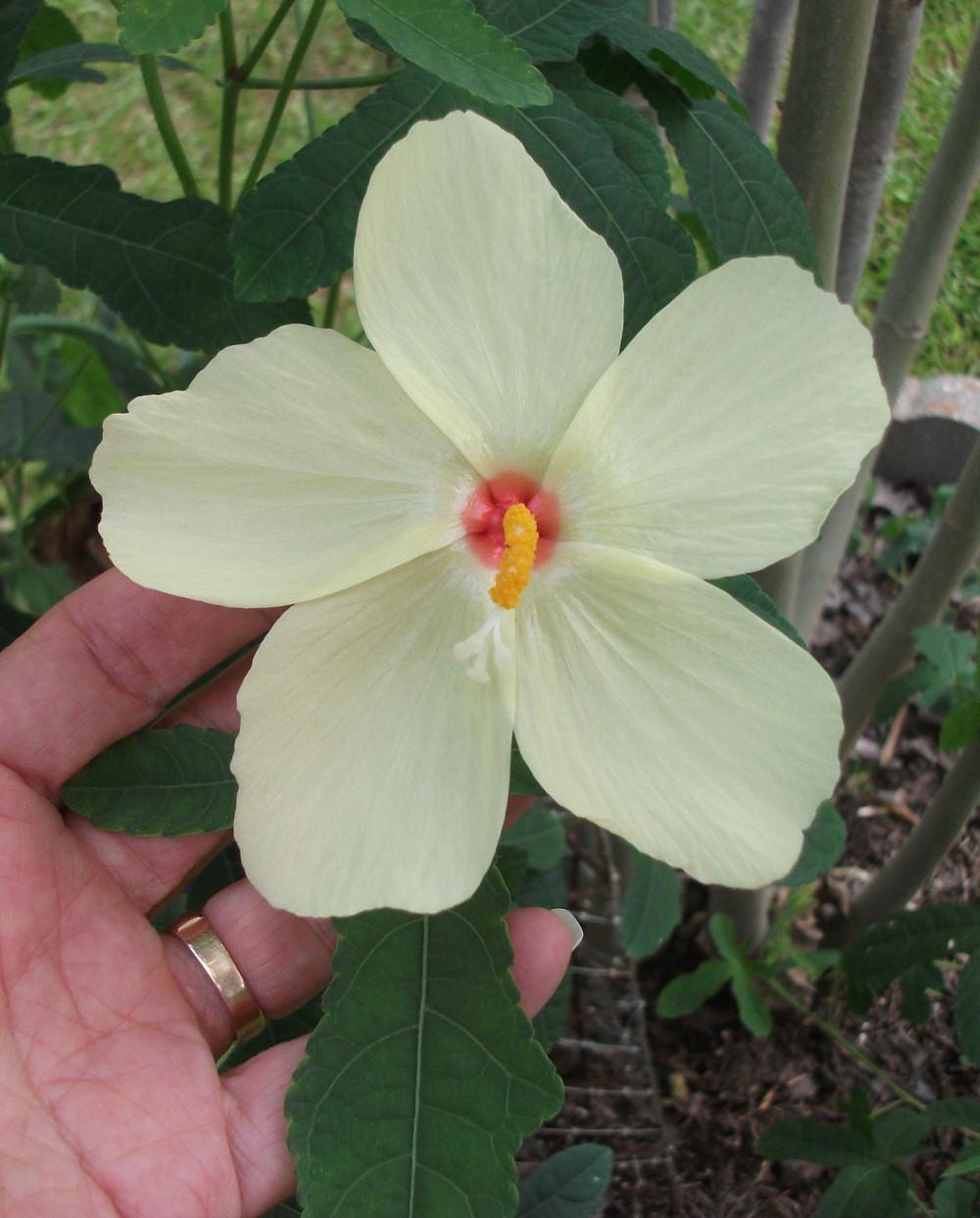 Abelmoschus sagittifolius - Garden.org