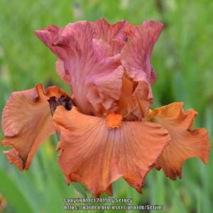 Tall Bearded Iris (Iris 'Flame Amber') in the Irises Database - Garden.org