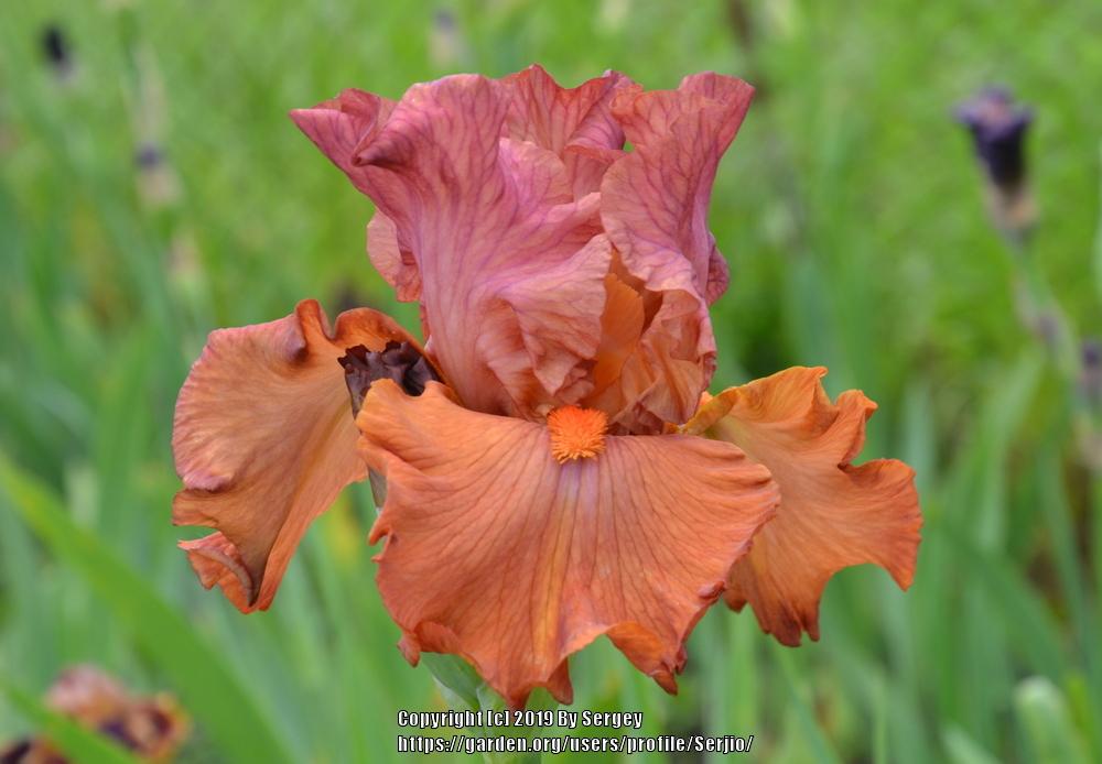 Photo of the bloom of Tall Bearded Iris (Iris 'Flame Amber') posted by ...
