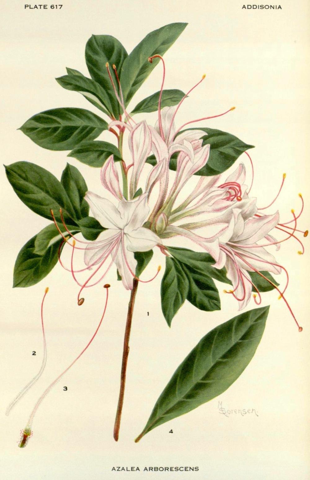 Photo of the documentation of Sweet Azalea (Rhododendron arborescens ...