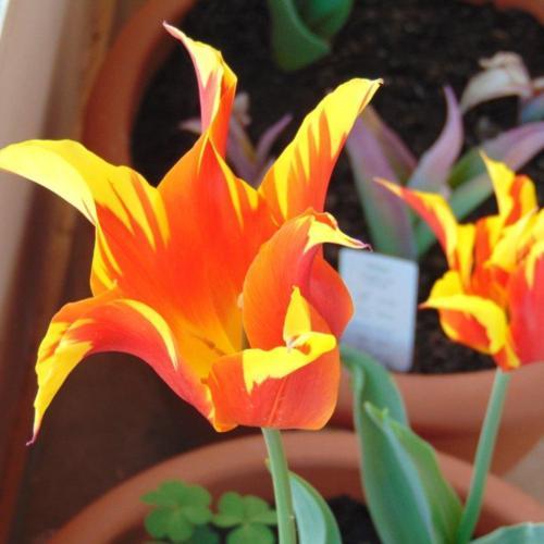 Tulip (Tulipa 'Fire Wings') in the Tulips Database - Garden.org