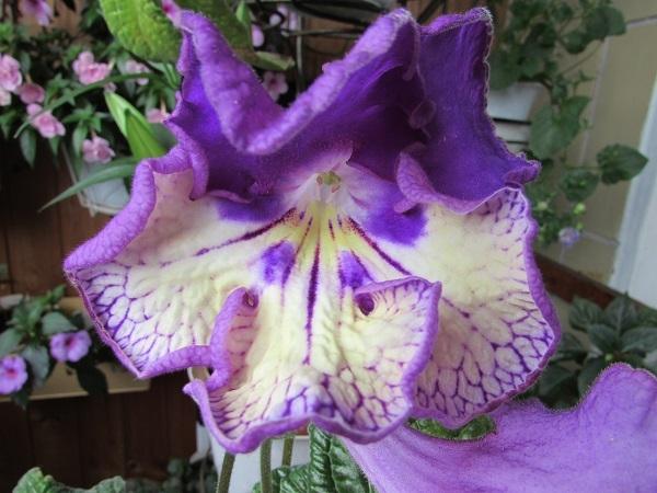 Cape Primrose (Streptocarpus 'DS-Mozart') in the Cape Primroses ...