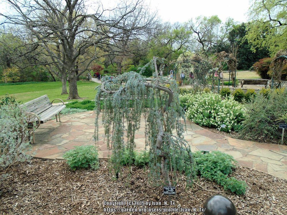 Photo of the entire plant of Weeping Blue Atlas Cedar (Cedrus atlantica ...