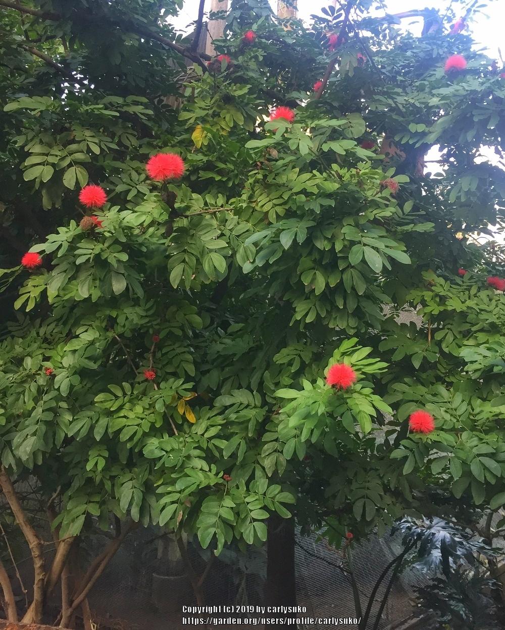 Photo of the entire plant of Red Powder Puff (Calliandra haematocephala ...