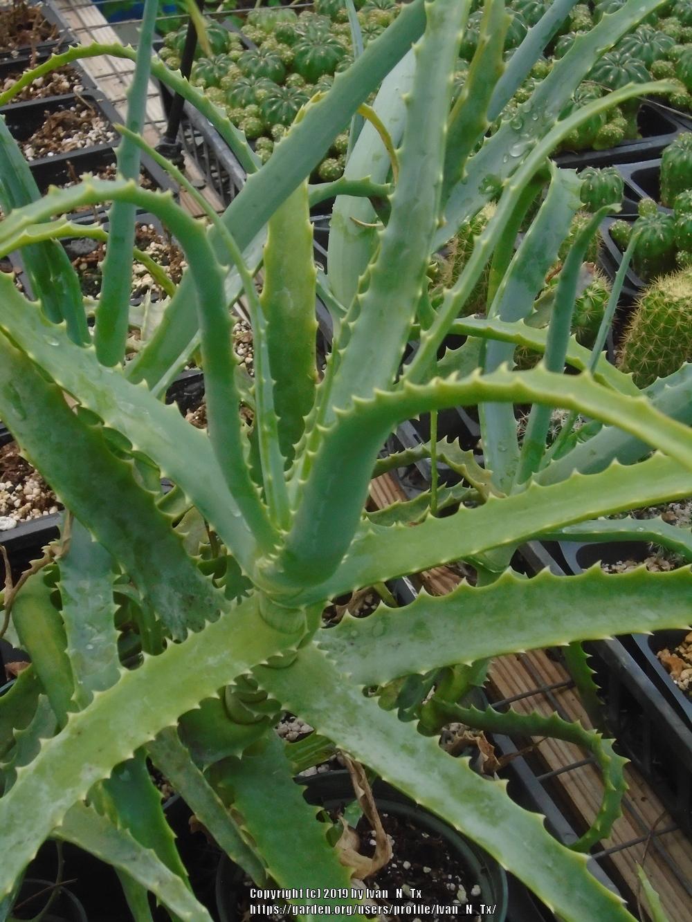Photo of the seedling or young plant of Krantz Aloe (Aloe arborescens ...