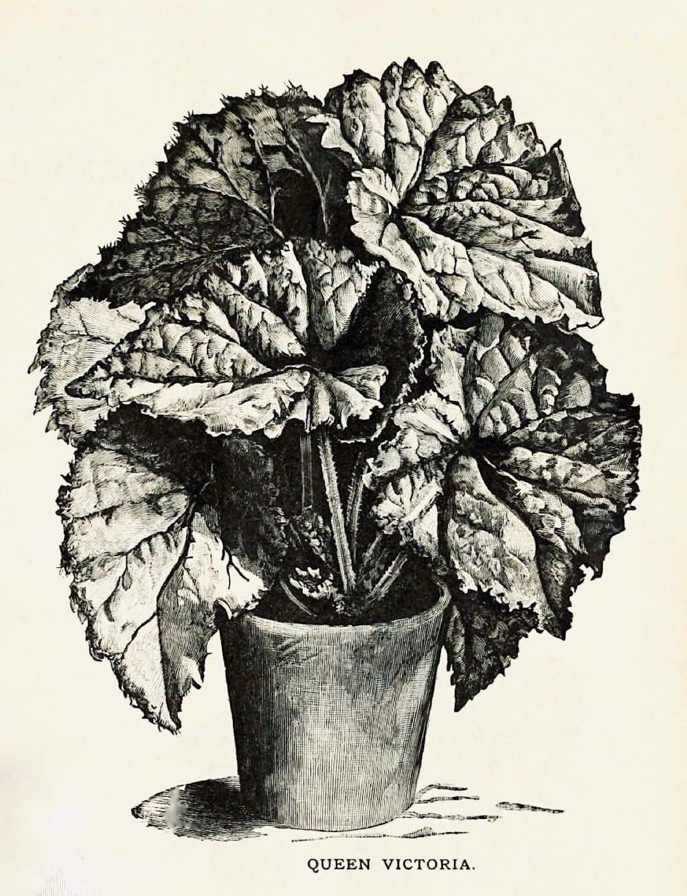 Begonia 'Queen Victoria' in the Begonias Database - Garden.org