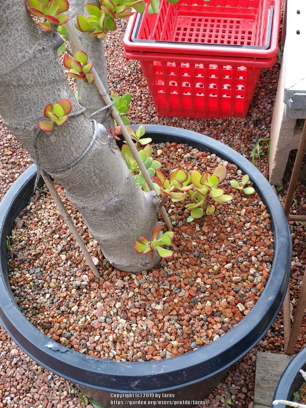 Yucca Elephantipes root rot? in the Houseplants forum - Garden.org