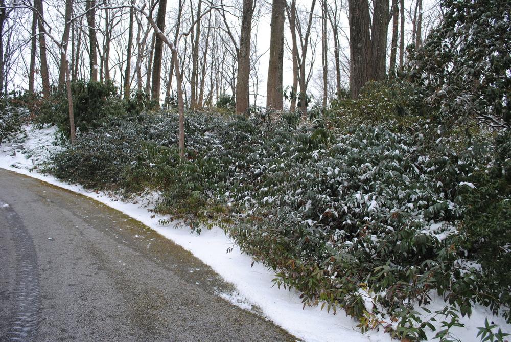 Photo of the entire plant of Highland Doghobble (Leucothoe fontanesiana ...