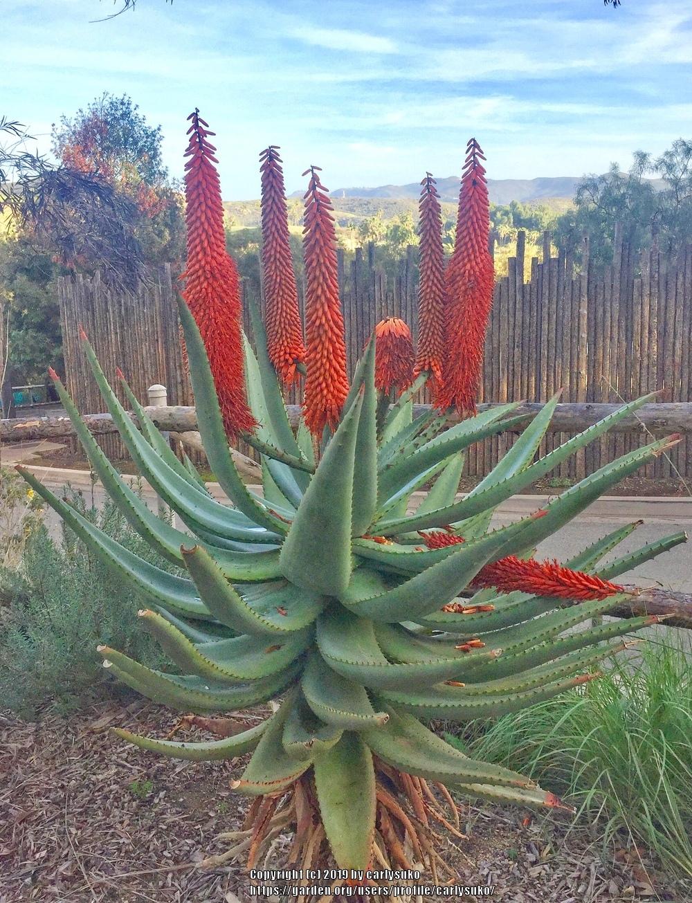 Aloes: Plant Care and Collection of Varieties - Garden.org