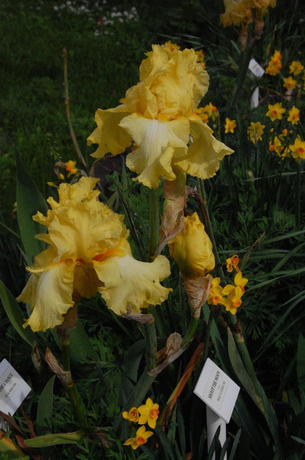 Tall Bearded Iris (Iris 'Shoot the Moon') in the Irises Database ...
