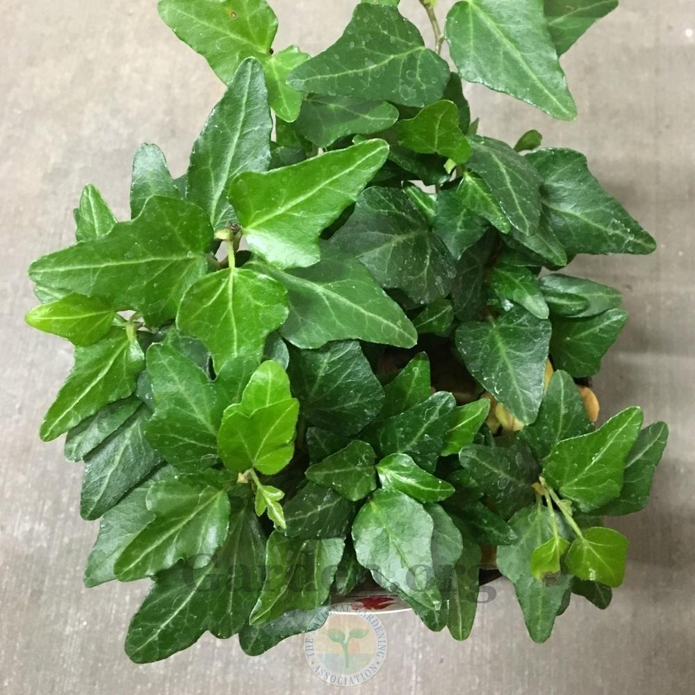 Ivy (Hedera helix 'Wonderful') - Garden.org
