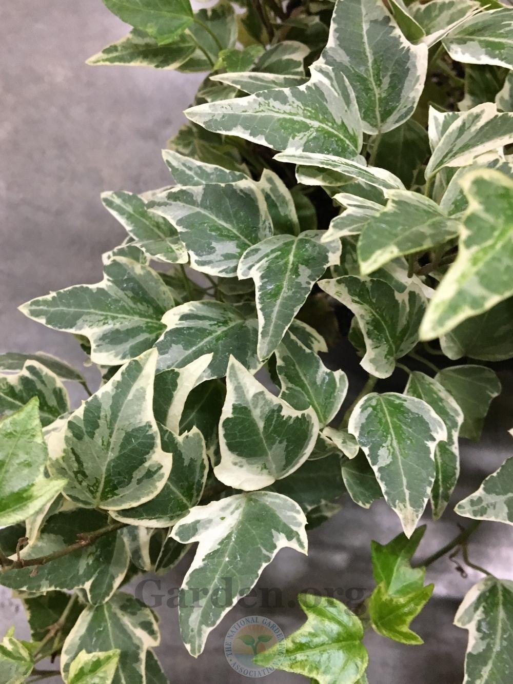 Ivy (Hedera helix 'Mini Adam') - Garden.org
