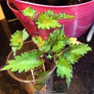 Coleus (Coleus scutellarioides Main Street Rodeo Drive™) in the Coleus ...