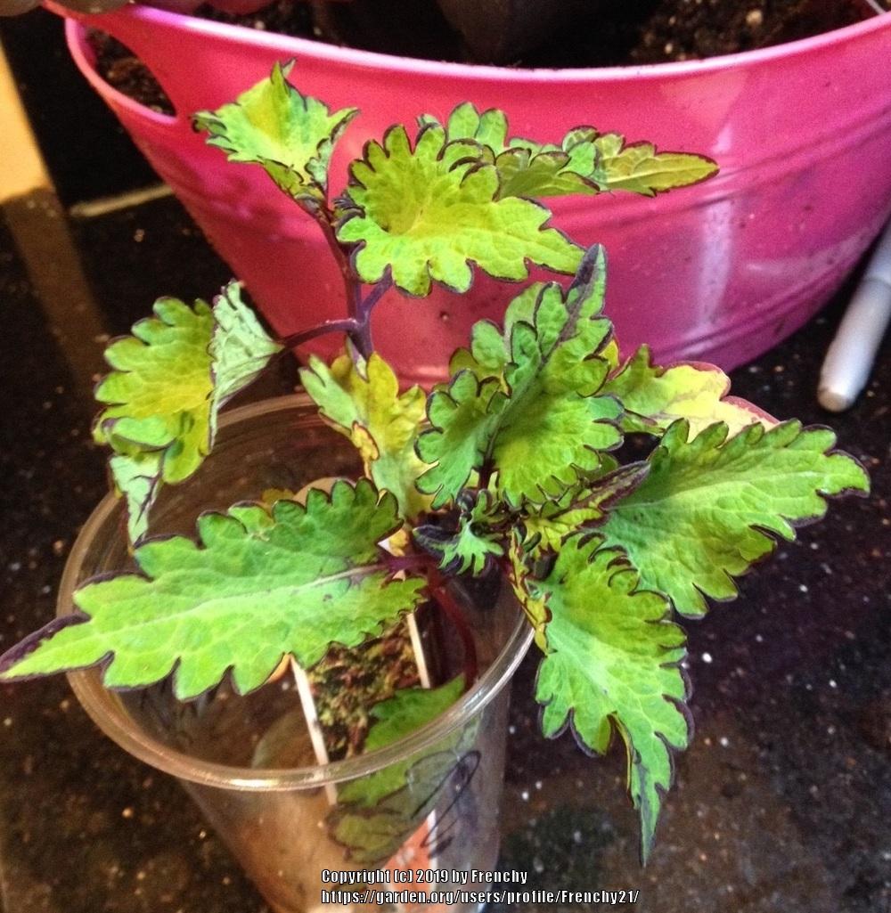 Coleus (Coleus scutellarioides Main Street™ Rodeo Drive) in the Coleus ...