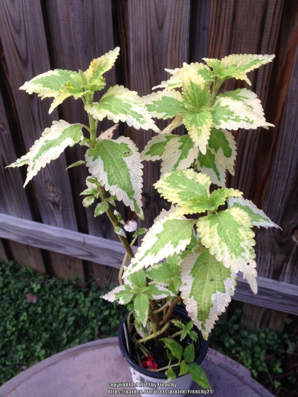 Coleus (Coleus scutellarioides Main Street™ Dutch Mill Drive™) in the ...
