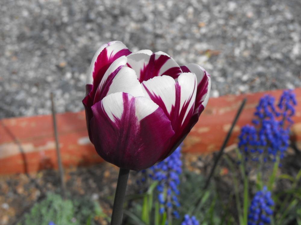 Triumph Tulip (Tulipa 'Rembrandt's Favorite') in the Tulips Database ...