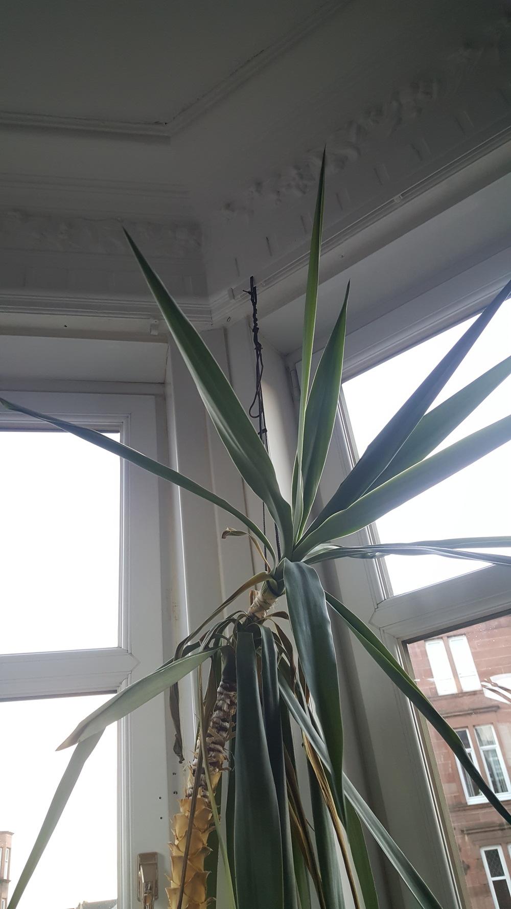 Death of a Yucca? (A Cry for Help!) in the Houseplants forum - Garden.org