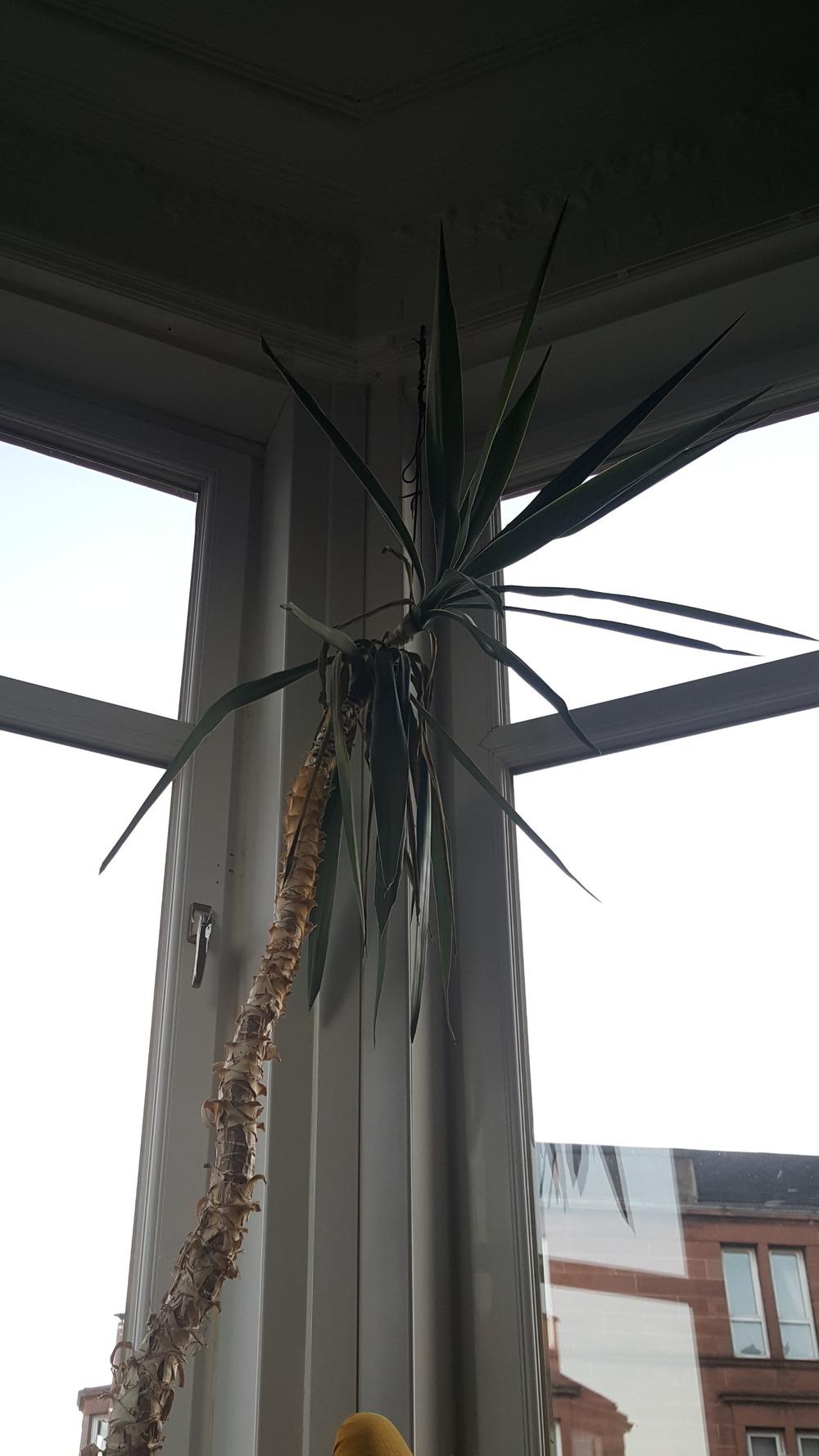 Death of a Yucca? (A Cry for Help!) in the Houseplants forum - Garden.org