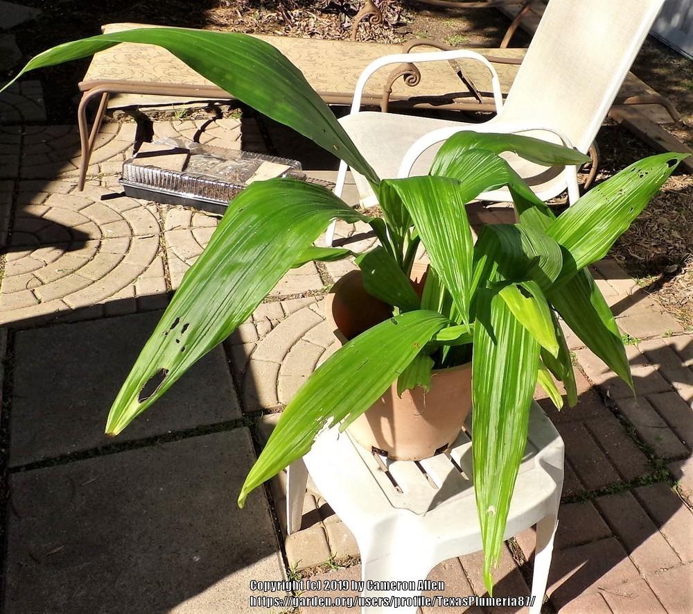 Photo of the leaves of Nun's Cap Orchid (Calanthe tankervilleae) posted ...