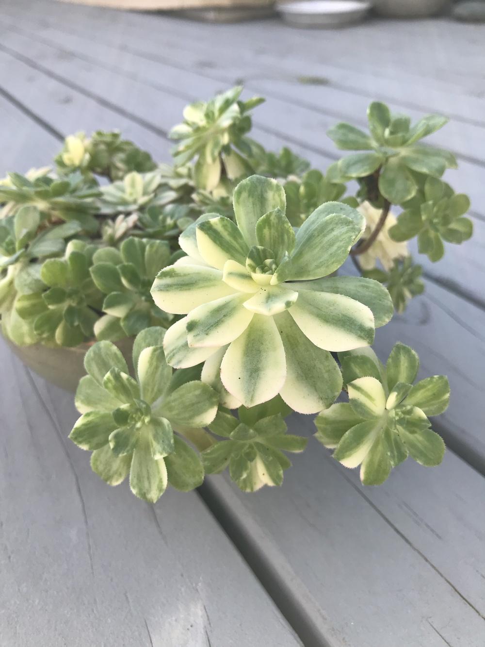 Aeoniums: Plant Care and Collection of Varieties - Garden.org