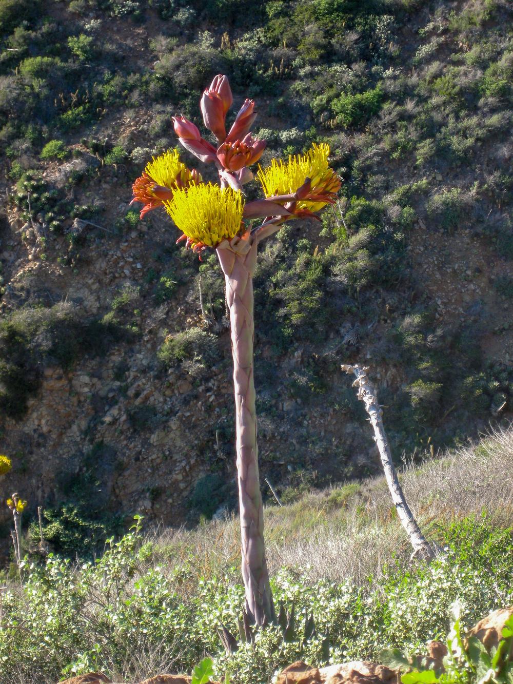 Shaw's Agave (Agave shawii subsp. shawii) in the Agaves Database ...