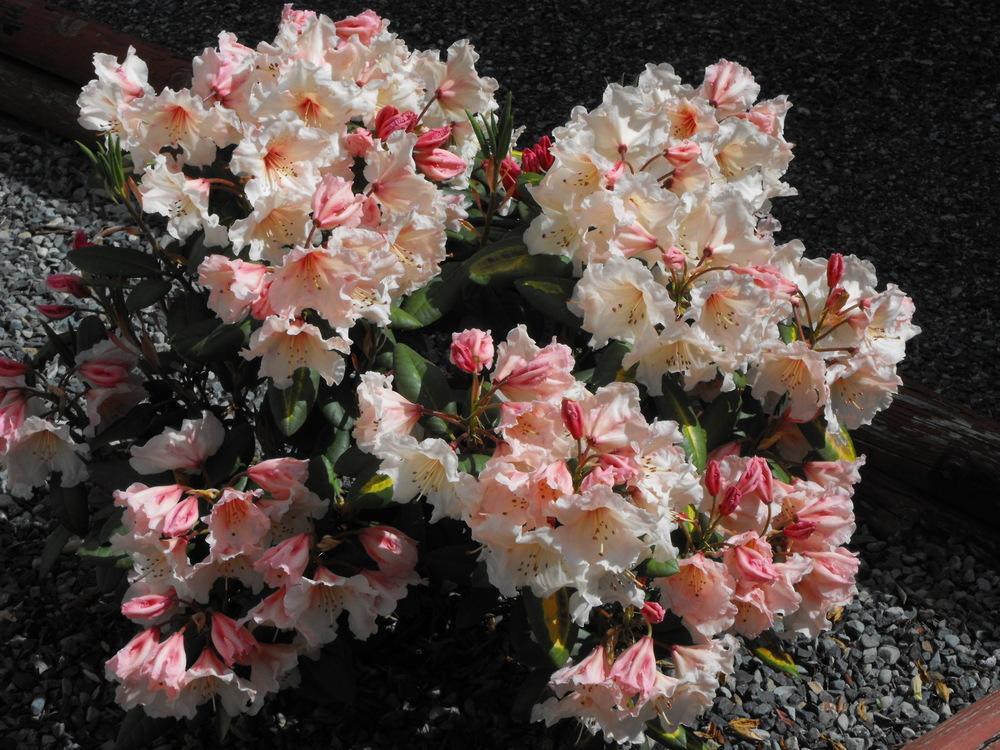 Rhododendron 'Virginia Richards' in the Rhododendrons Database - Garden.org