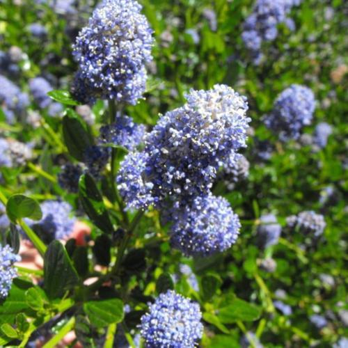 Blueblossom Ceanothus (Ceanothus thyrsiflorus 'Victoria') - Garden.org