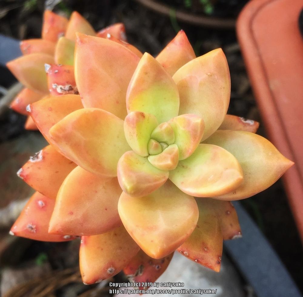 Sedums: Plant Care and Collection of Varieties - Garden.org