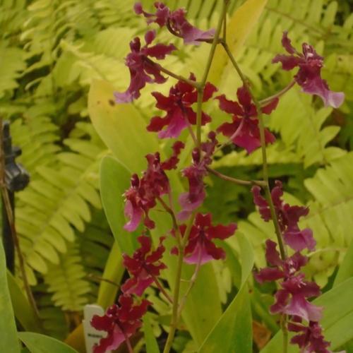 Chocolate Orchid (Oncidium Sharry Baby 'Red Fantasy') - Garden.org