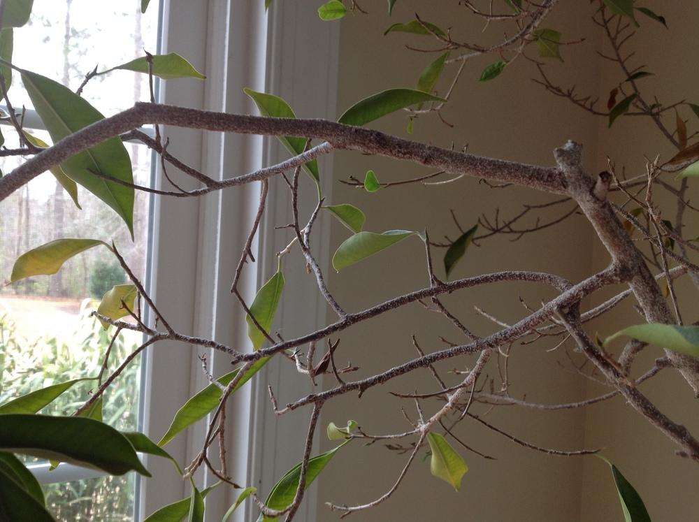 Ficus tree problem in the Ask a Question forum - Garden.org