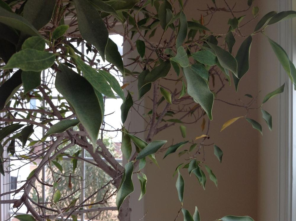 Ficus tree problem in the Ask a Question forum - Garden.org