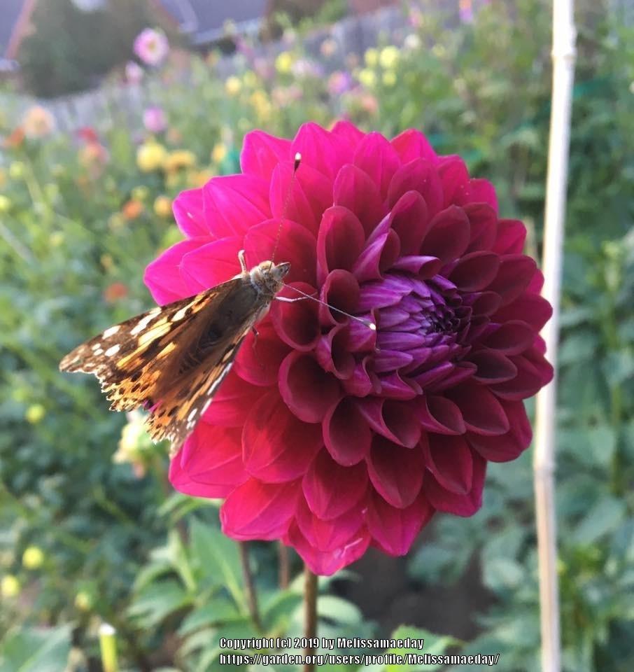 Photo of the bloom of Dahlia 'Hart's Lora Ann' posted by Melissamaeday ...