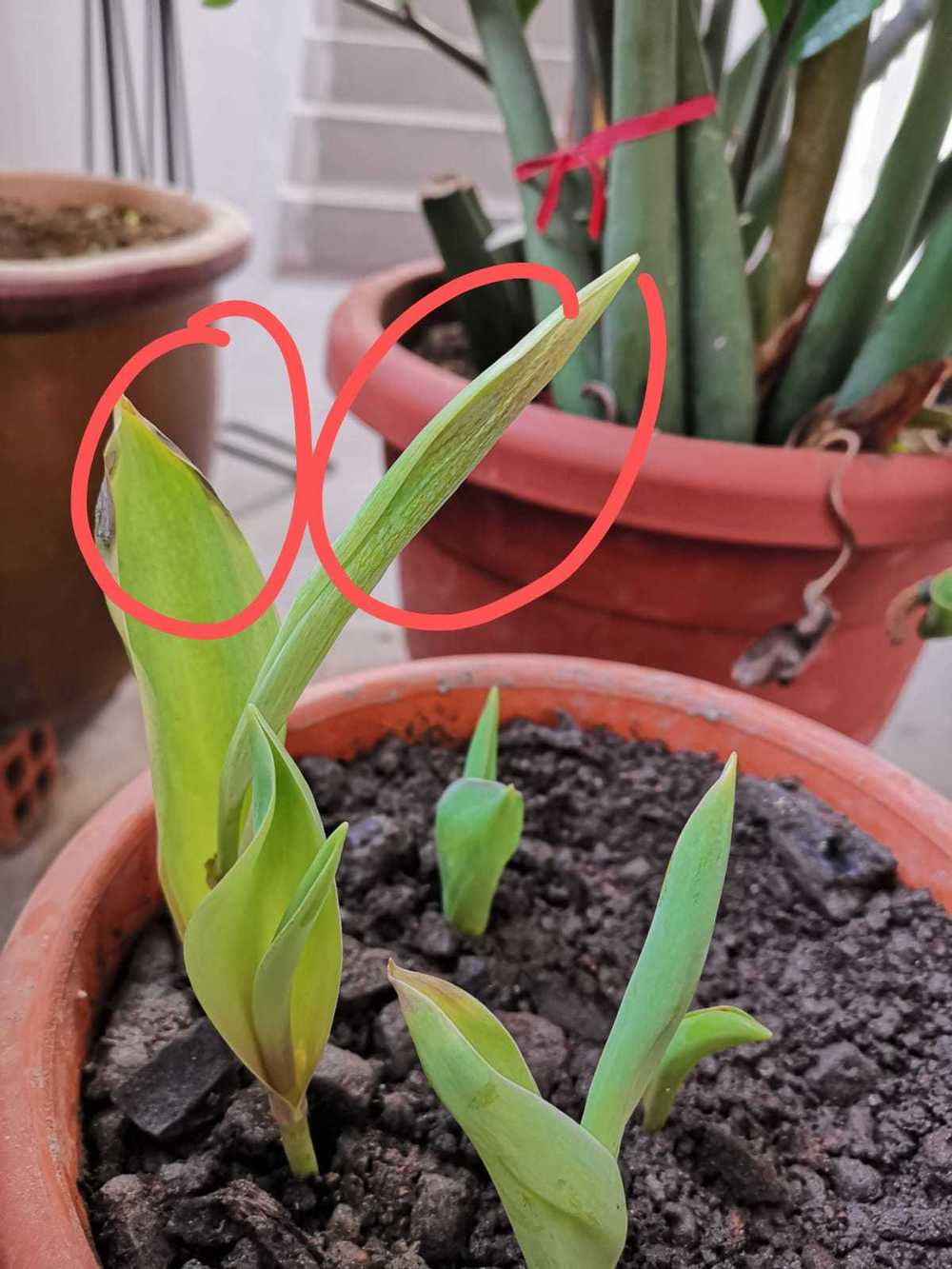 Tulip growing question. :) in the Ask a Question forum - Garden.org