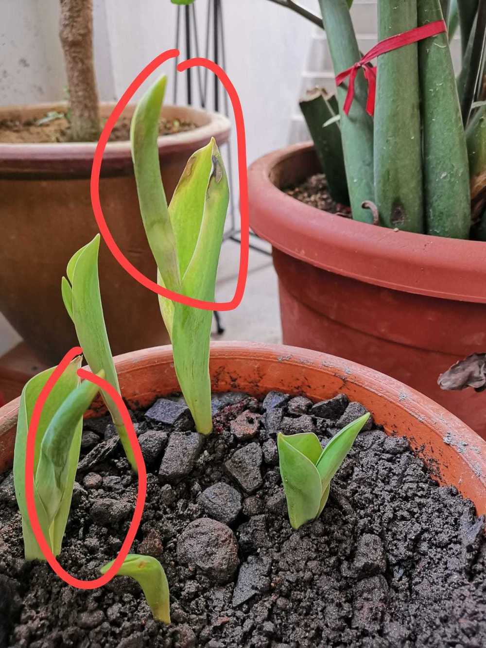 Tulip growing question. :) in the Ask a Question forum - Garden.org