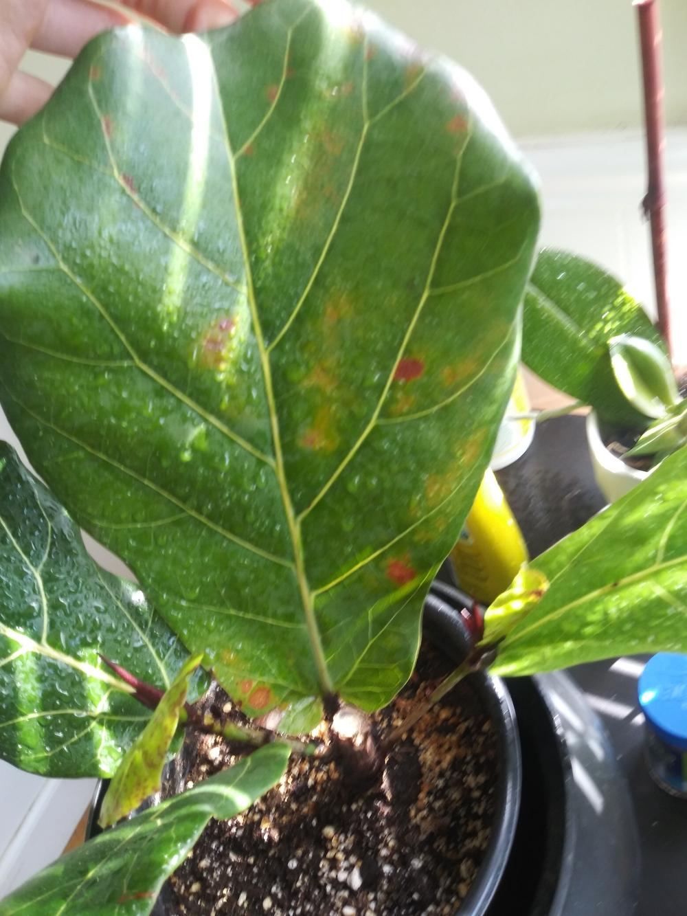 Ficus Lyrata rust spots in the Houseplants forum - Garden.org