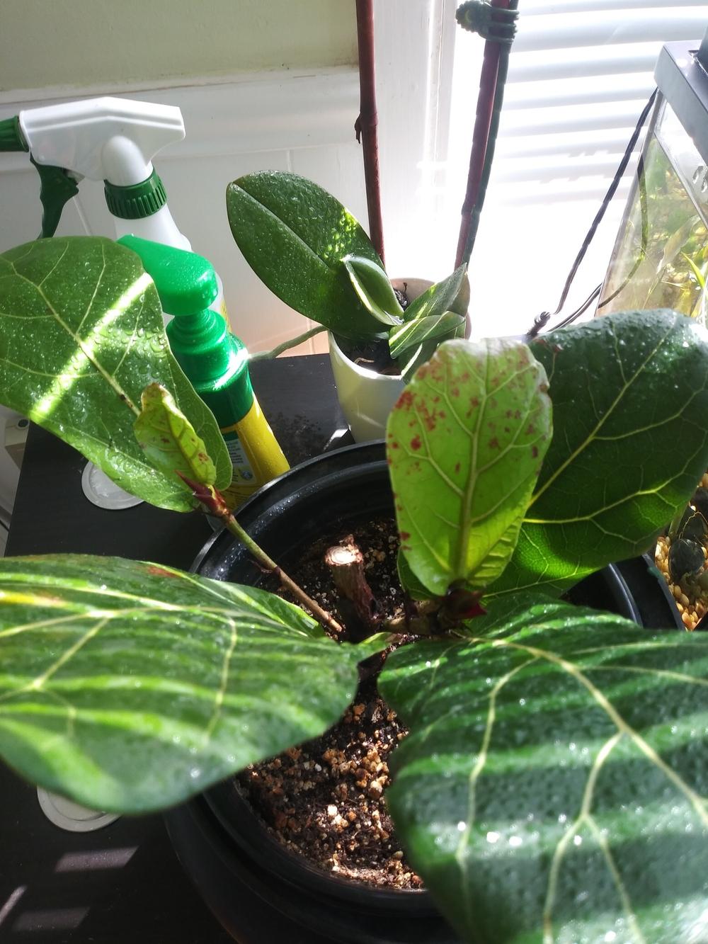 Ficus Lyrata rust spots in the Houseplants forum - Garden.org