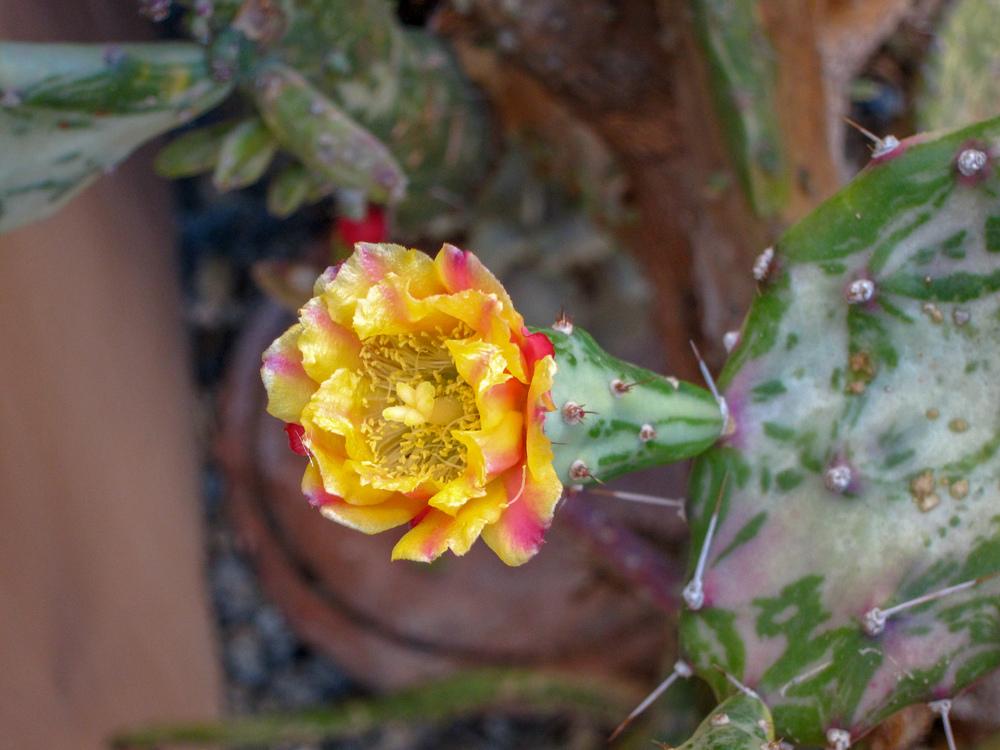 Photo of the bloom of Joseph's Coat (Opuntia monacanthos 'Variegata') posted by Baja_Costero ...
