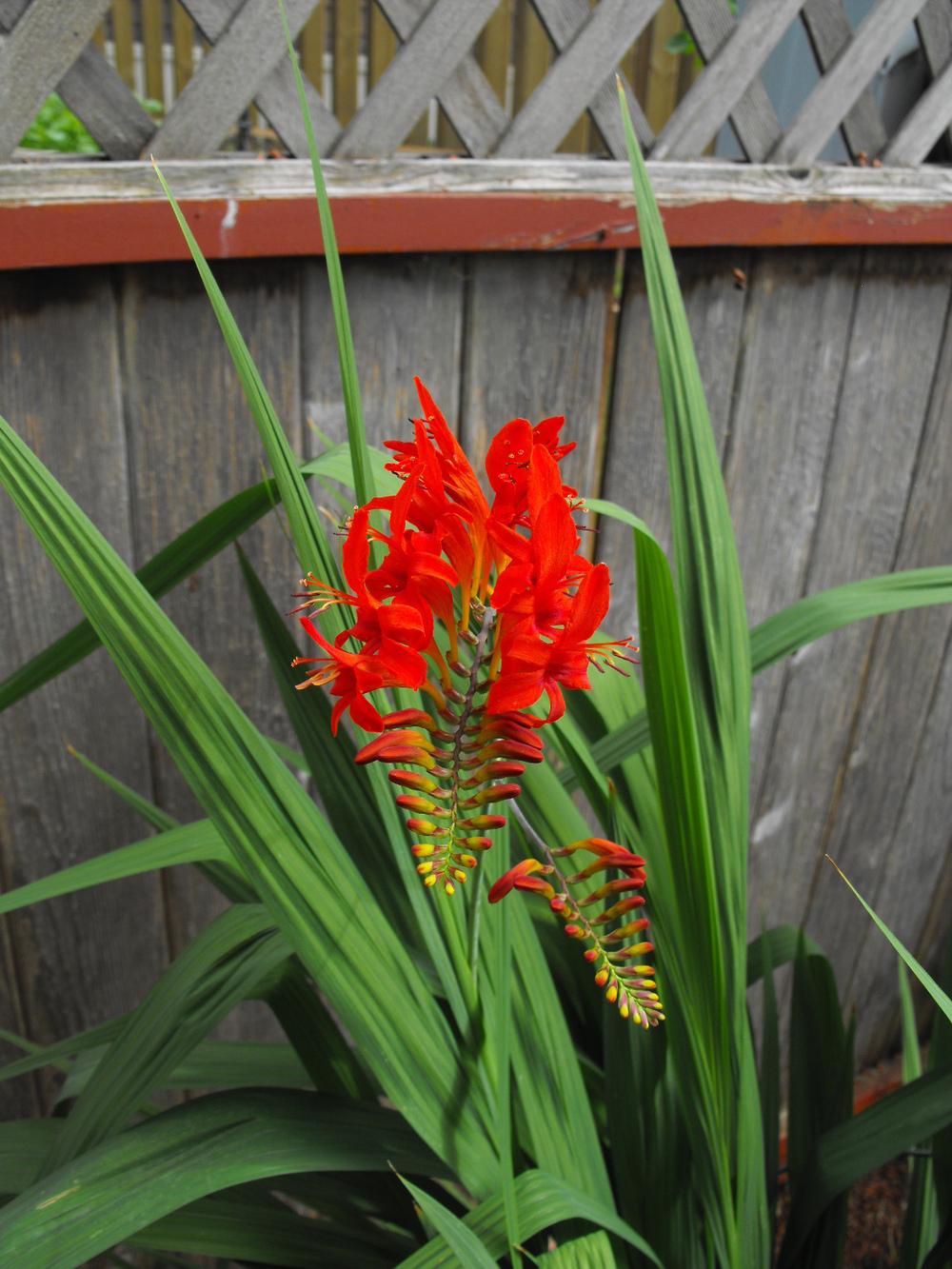 Crocosmias: Plant Care and Collection of Varieties - Garden.org