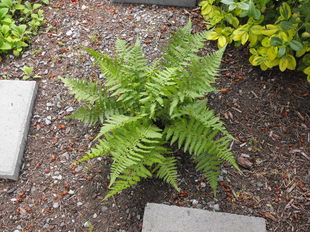 Robust Male Fern (Dryopteris filix-mas 'Undulata Robusta') - Garden.org