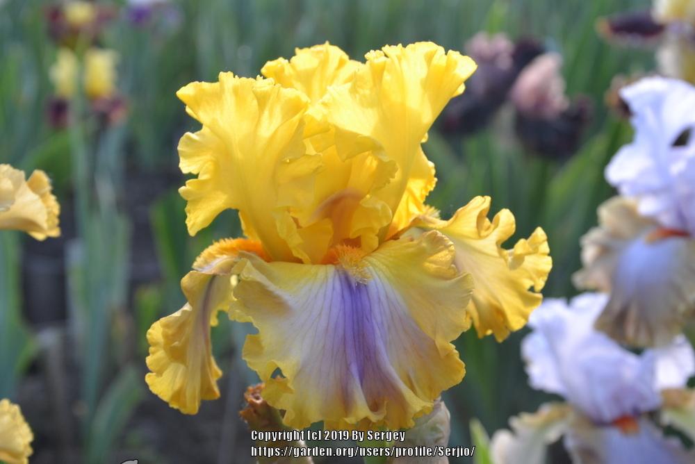 Photo of the bloom of Tall Bearded Iris (Iris 'Good Morning Sunshine ...