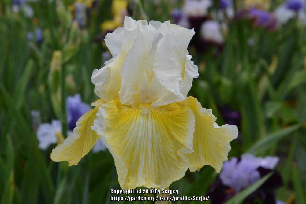 Tall Bearded Iris (Iris 'Glowing Smile') in the Irises Database ...