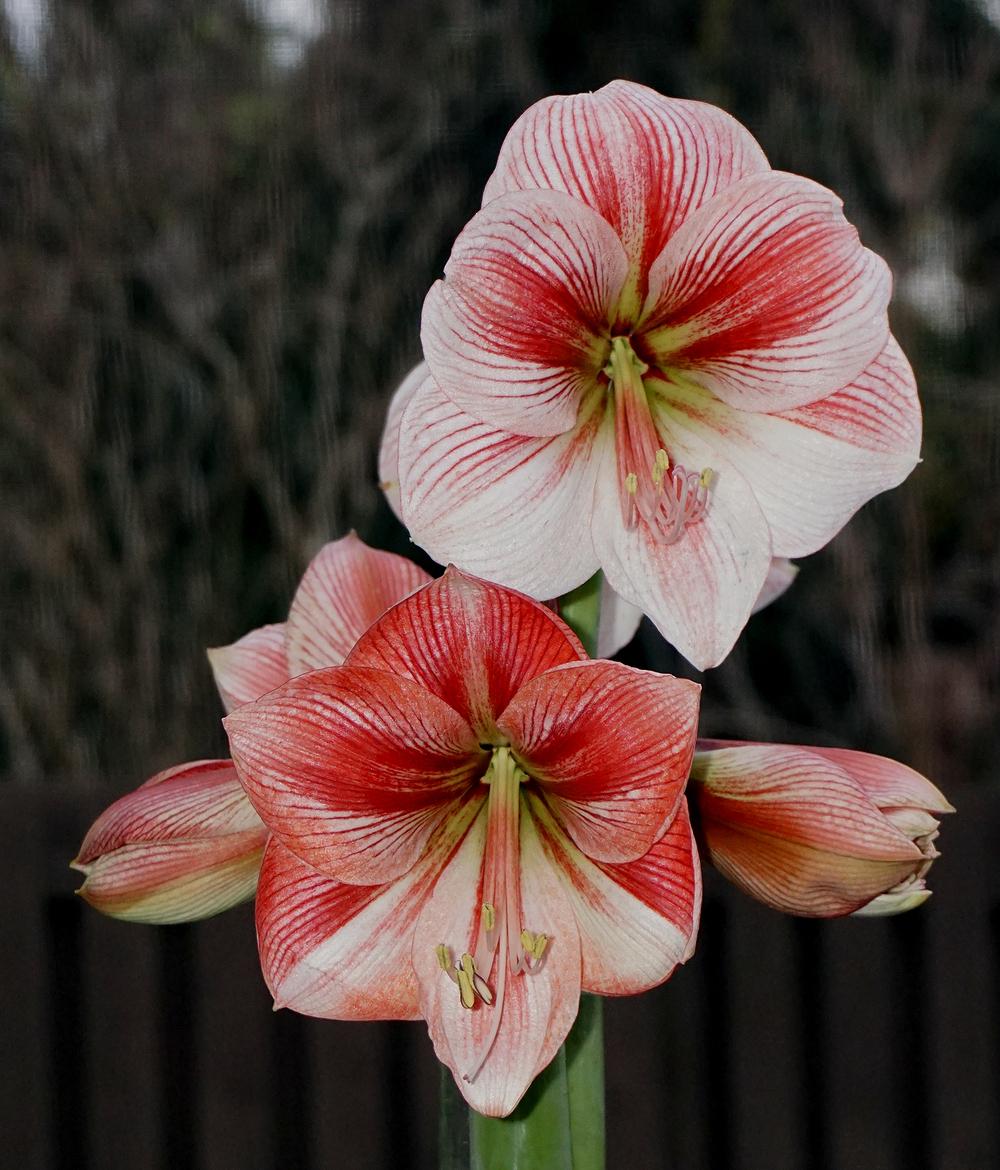 Amaryllis (Hippeastrum 'Provence') in the Amaryllis Database - Garden.org