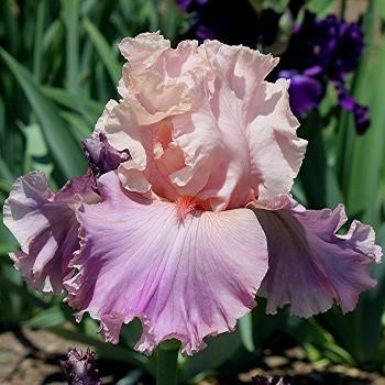 Tall Bearded Iris (Iris 'Bellini') in the Irises Database - Garden.org
