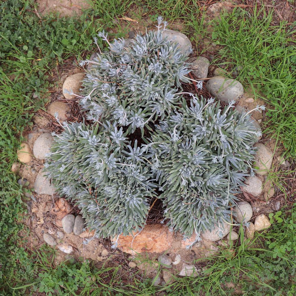 Photo of the entire plant of Bright Green Dudleya (Dudleya virens ...